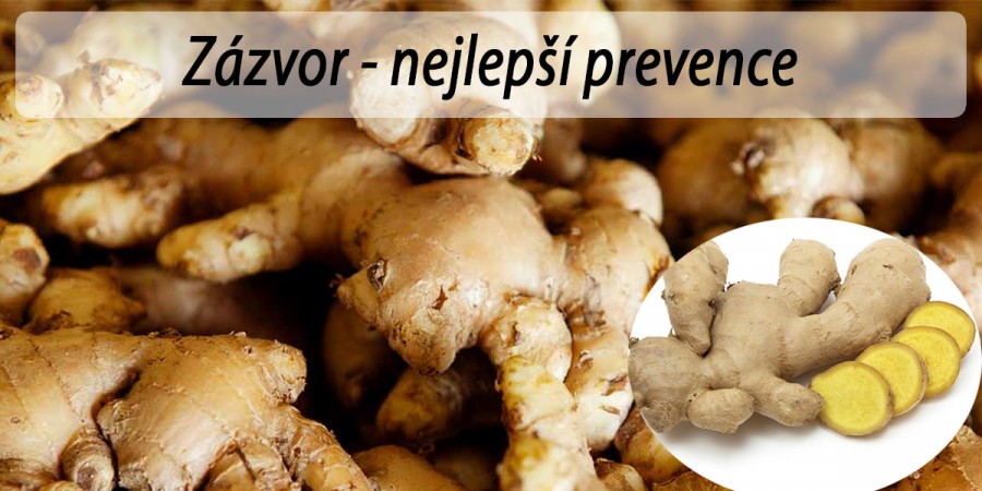 Zázvor a jeho pěstování - RadyBydleni.cz